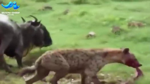Hyenas (Eating) Animals Alive - Wildebeest, Antelope, Zebra - video ...