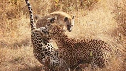 Leopards Vs Hyenas Real Fight - Amazing Videos - video dailymotion