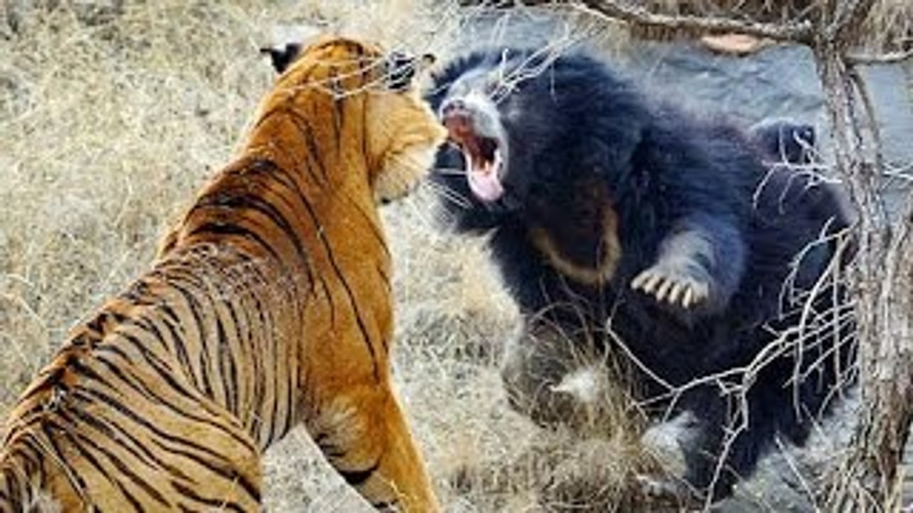 Siberian Tiger Vs Bear Real Fight - Amazing Videos - video Dailymotion