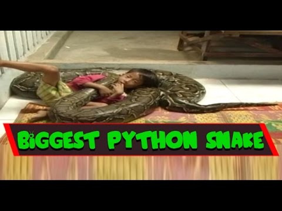 The World Biggest Python Snake Ever Seen - Longest Snakes in the World ...