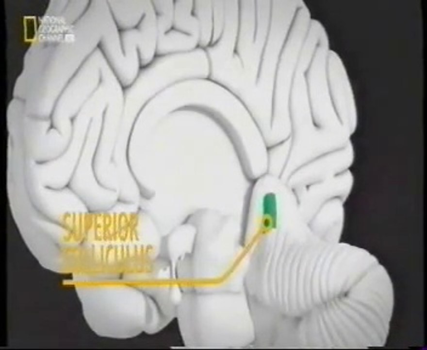 Coliculos superiores: Integracion visual-auditiva (Ilusion de ...