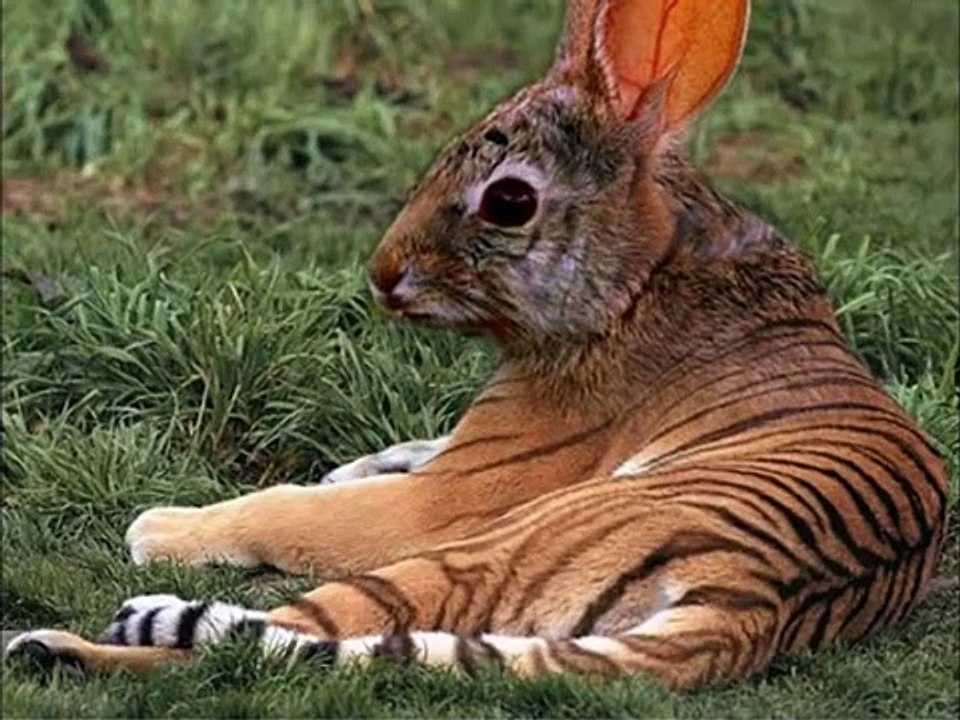 Funny Animals Freaky Animals Mutant Animal Pets - video Dailymotion