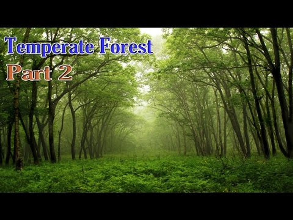 Learn - Temperate Forests & Interesting Facts - Kids Learning Videos ...
