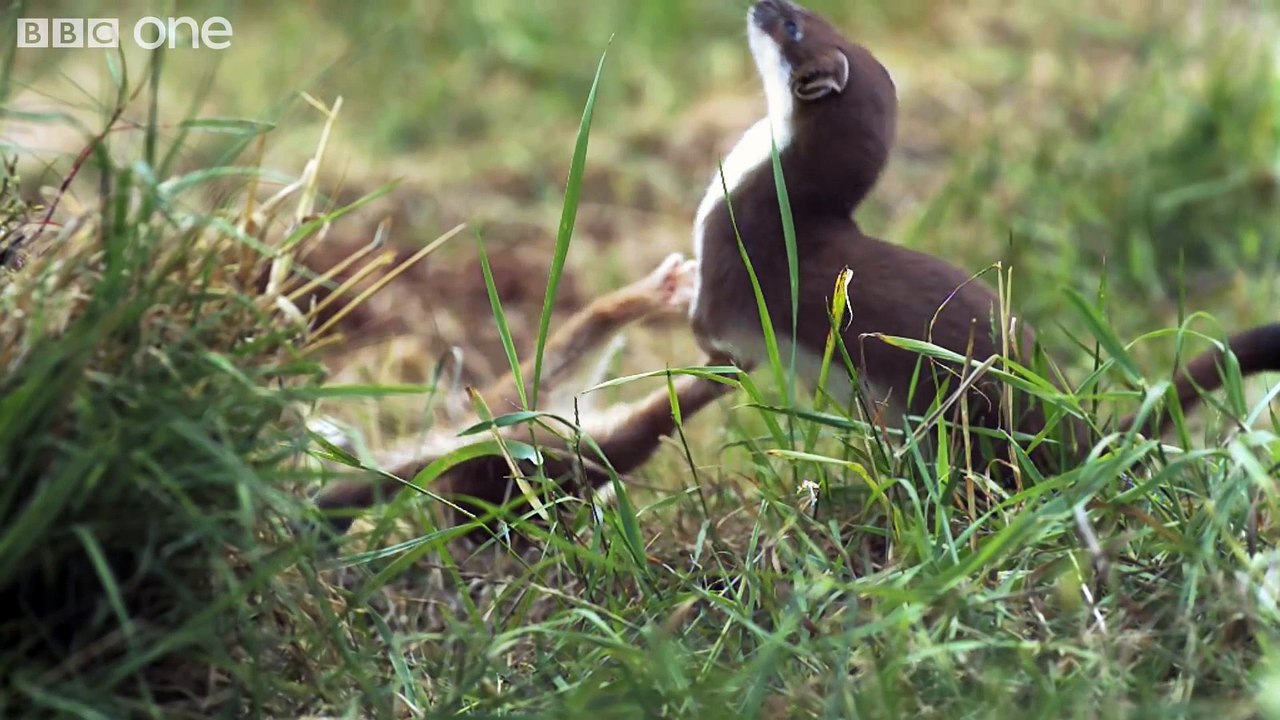 Life - Stoat kills rabbit ten times its size - BBC One - Vidéo Dailymotion