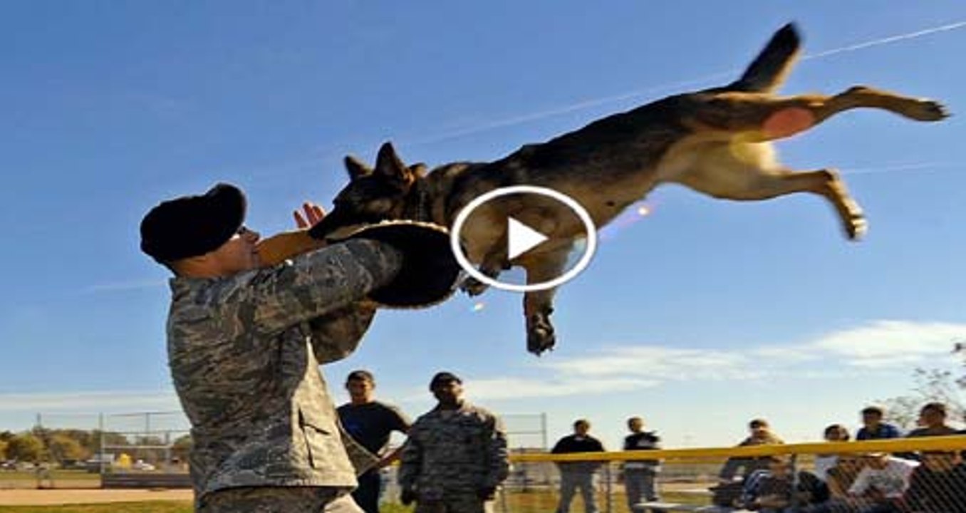 Dogs Vs Man Fight Is Awesome - video Dailymotion