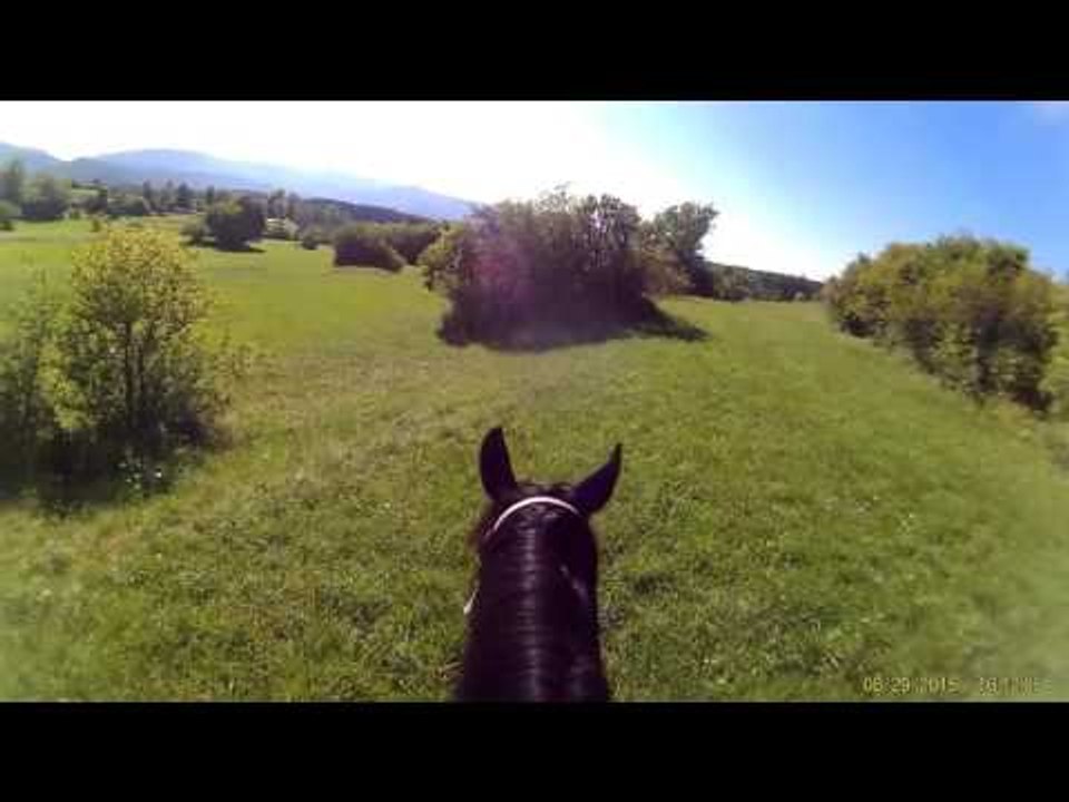 Retarded Running Horse Original - video Dailymotion