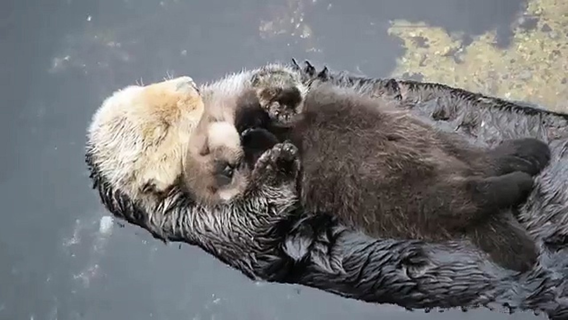 Abrazo De Nutria Feliz