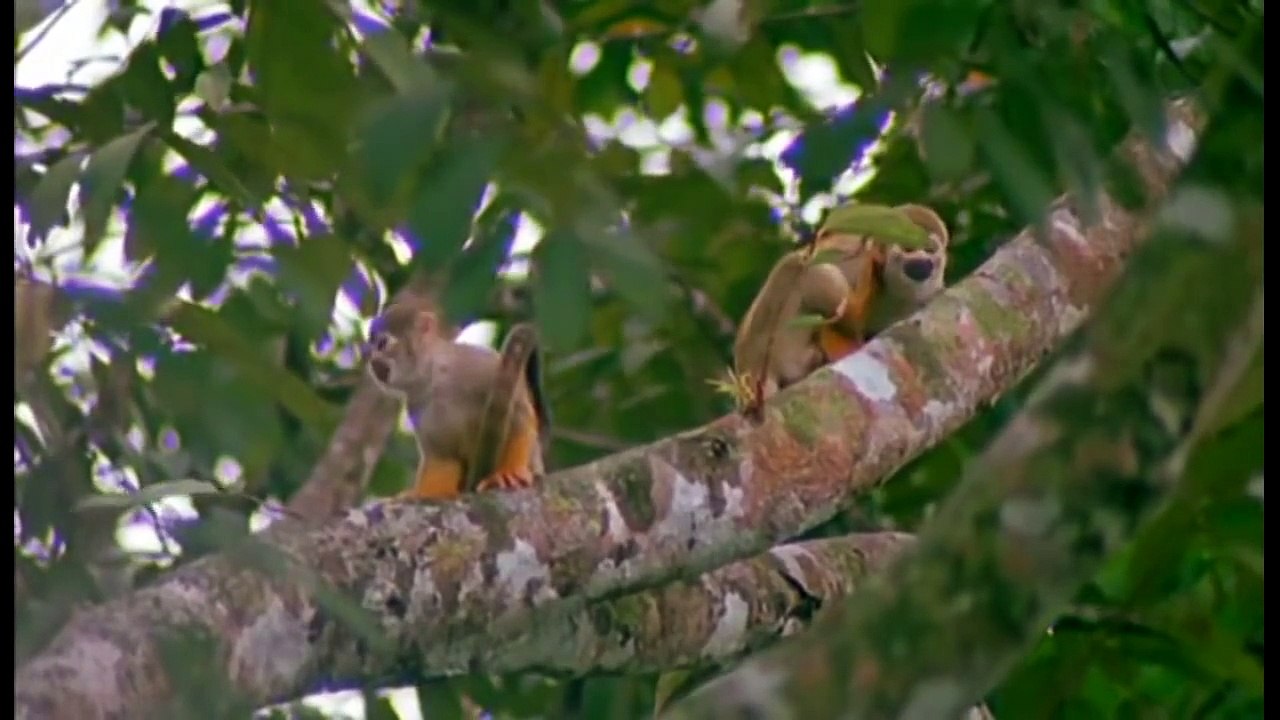 Wild discovery animals channel - documentary - HD #7 - video Dailymotion