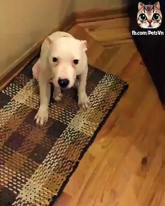 Say cheese - Dog cheese funny - video Dailymotion