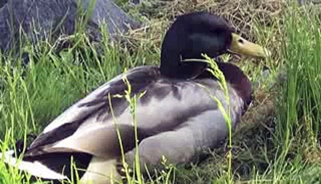 Farm Animal Wild Animal Sounds - video Dailymotion
