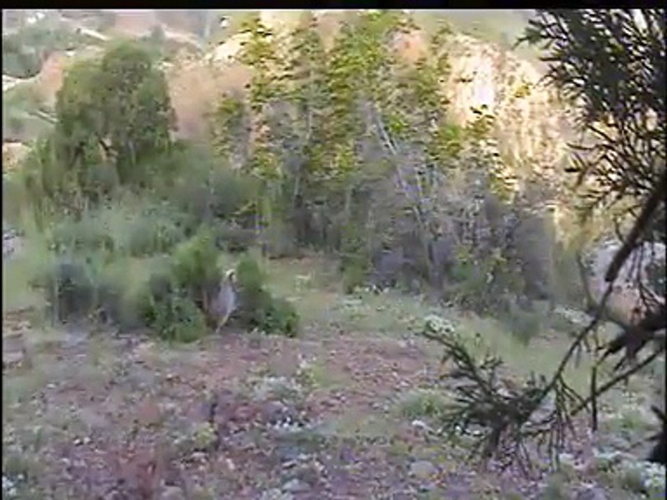 jangli janwar aur unki awaz kitni piyari hy - video Dailymotion