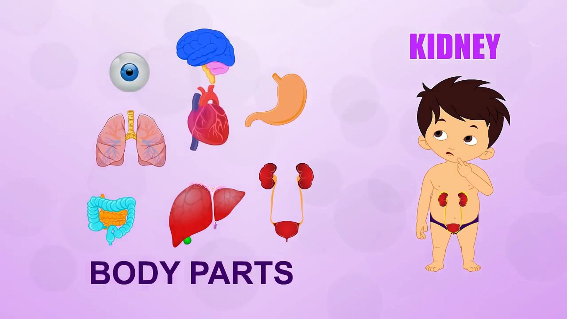 Human Kidneys For Kids