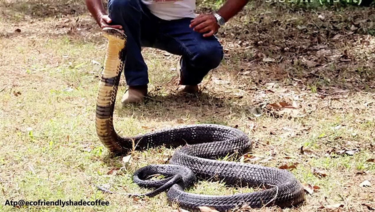 KING COBRA VS PYTHON - video Dailymotion