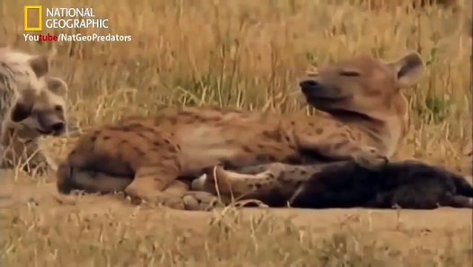 Lions Vs Hyenas Brutal War (National Geographic) - video dailymotion