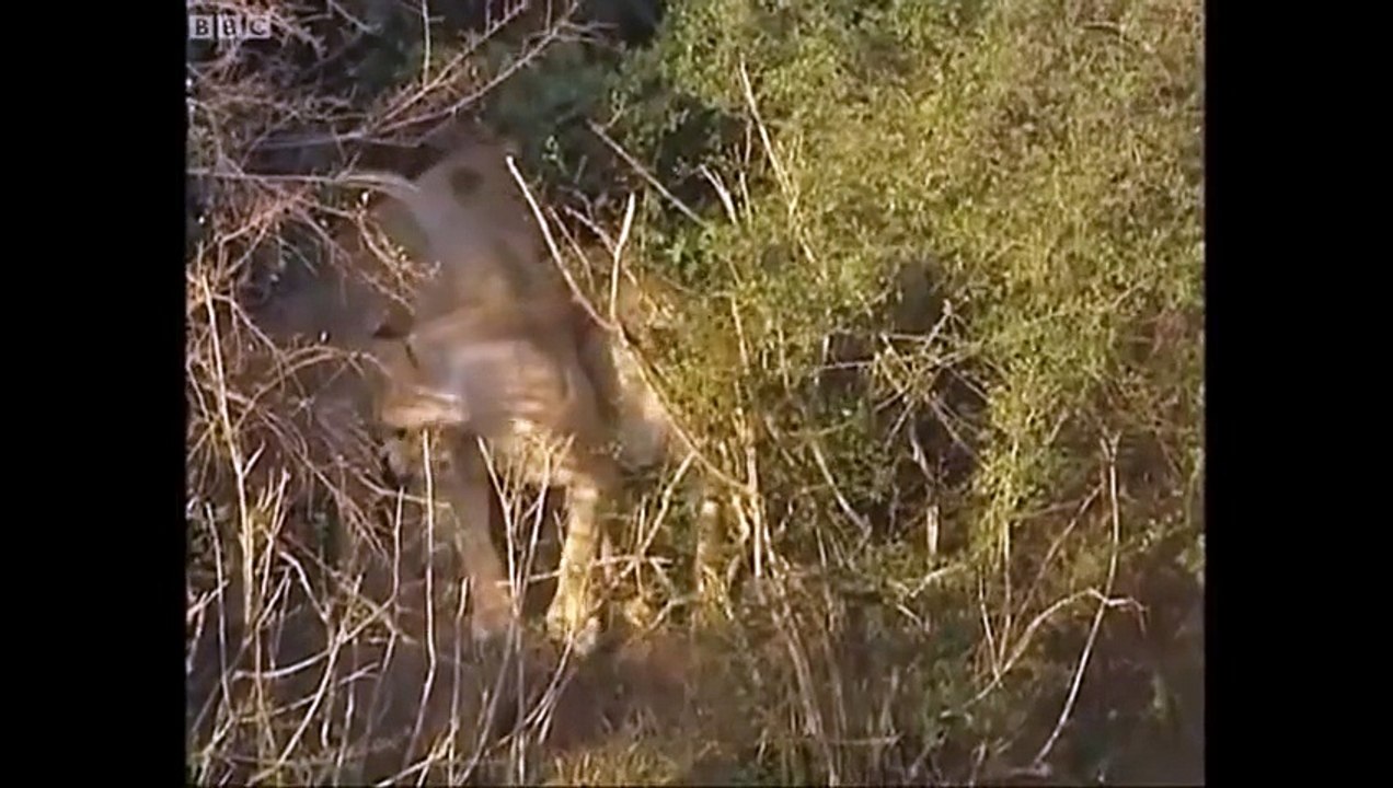Lion Attacks Hunter in Africa - Lion Attacks Compilation Lion Attack ...