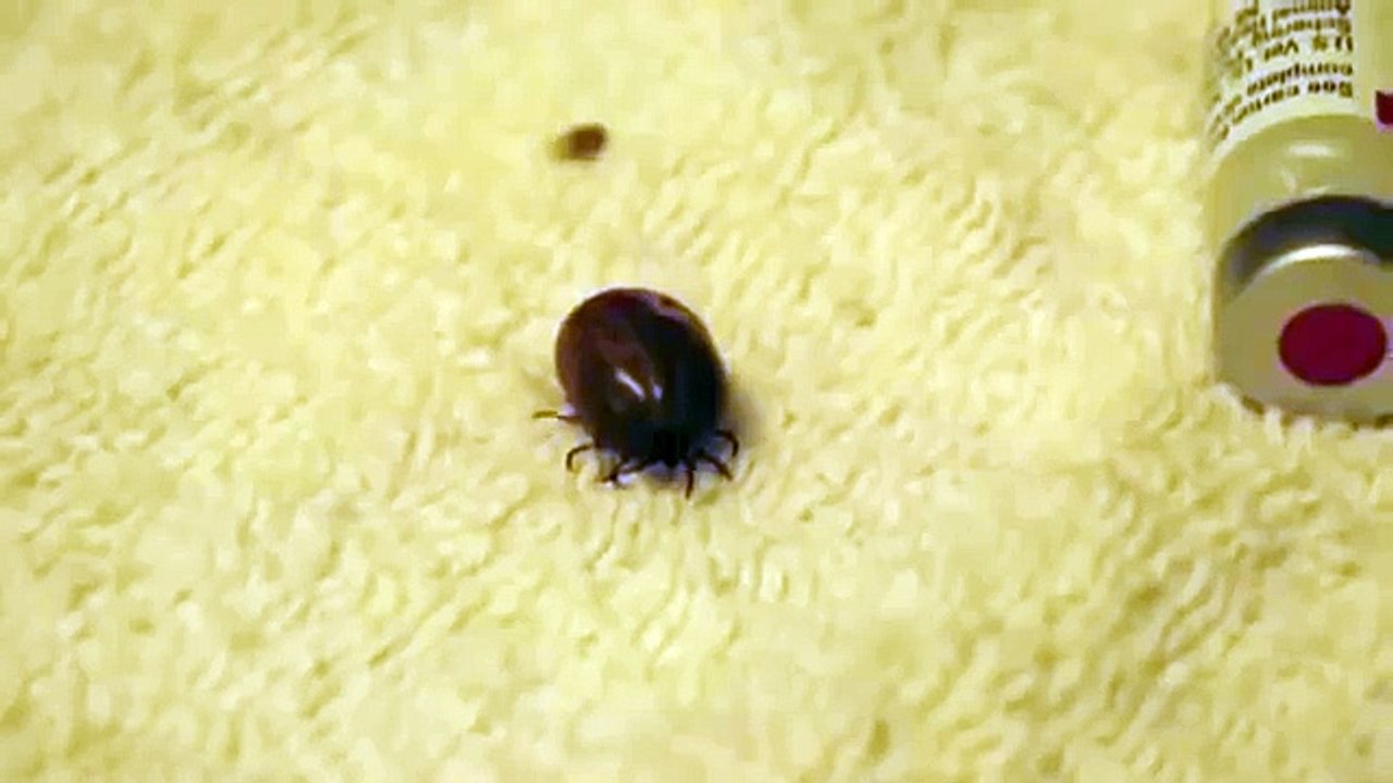 Bloated Tick + Hydrogen Peroxide = A Bloody Disgusting Eruption - Vídeo ...