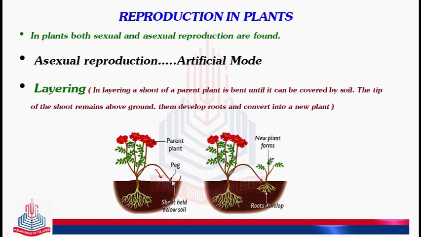 Reproduction In Plants Asexual Reproduction In Plants | Definition,