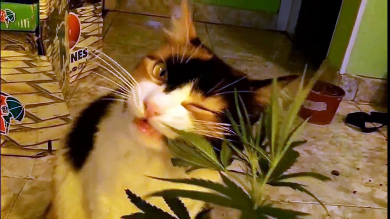 Cannabis Cat - Gatita Marihuana (Funny Cat Video!) - video Dailymotion