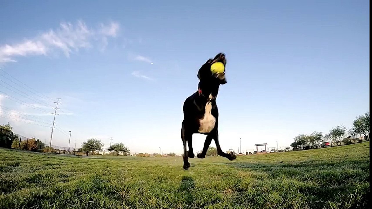 Slow Motion Dogs Video Capture Footage - video Dailymotion