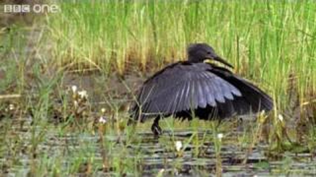 Funny Talking Animals - Walk On The Wild Side - Episode Three Preview ...