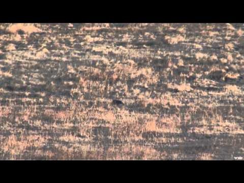 Predator Quest - Coyote Hunting in The Wild - video Dailymotion