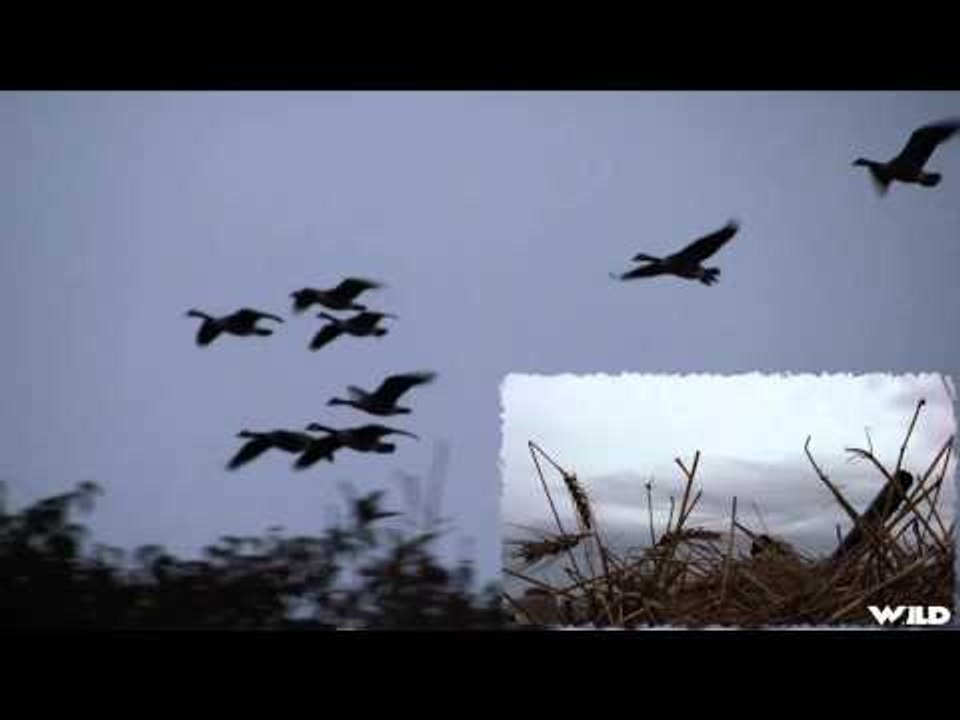 Team Fall Brawl TV - Honkers In Heavy - video Dailymotion