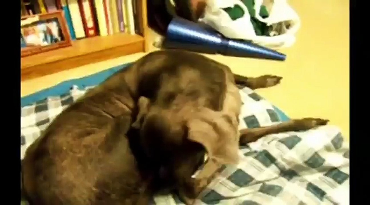 FUNNY DOG FARTS THE ULTIMATE COMPILATION [ NEW HD ] - video Dailymotion