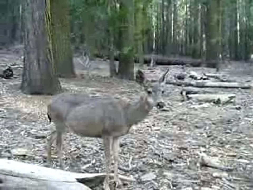 le dain - video Dailymotion