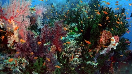 Coral Reef Adventure by Best Documentary Movies - Dailymotion