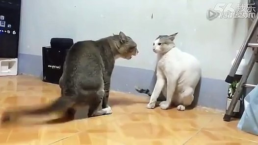 Angry Cats Fighting - Funny Video - video dailymotion