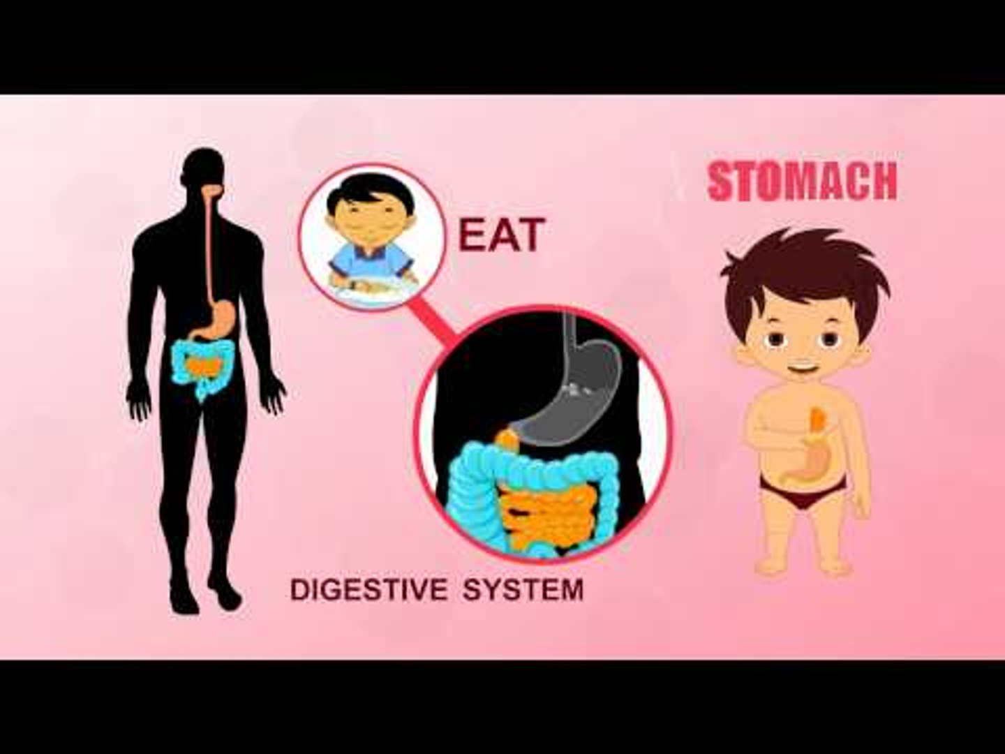 Intestines Anatomy For Kids