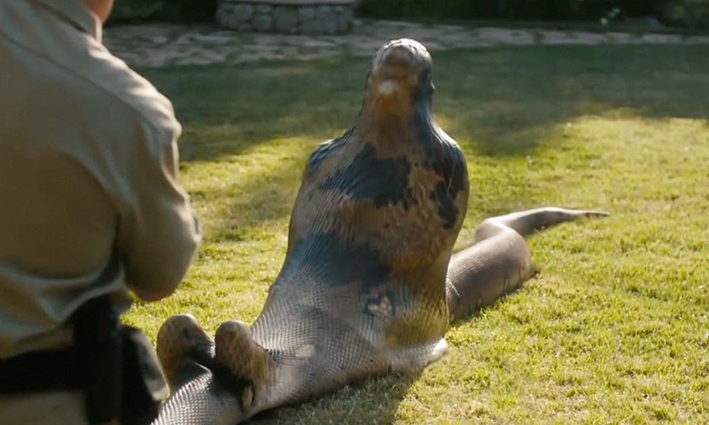 Anaconda Eating Elephant