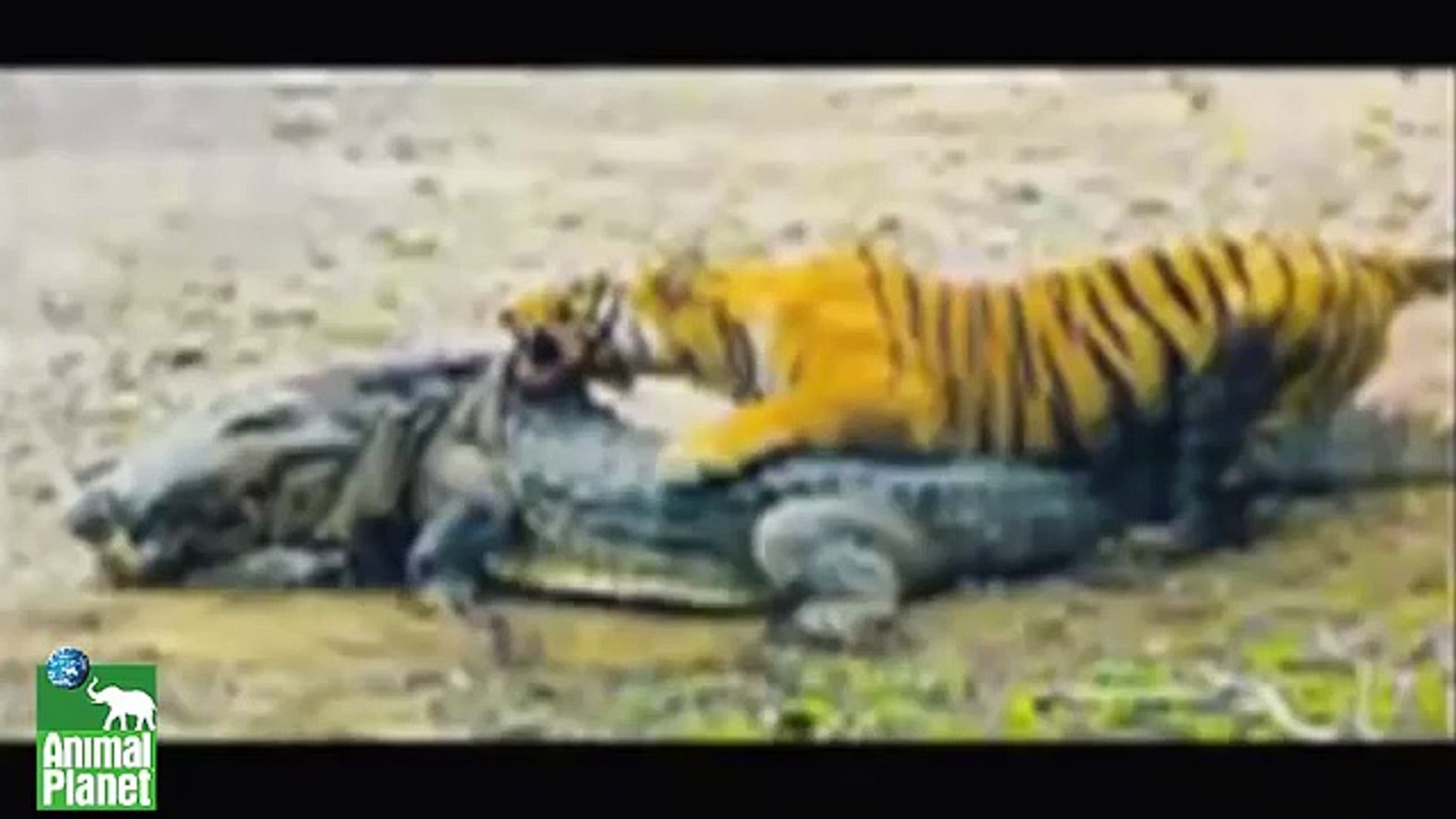 Crocodile Vs Tiger