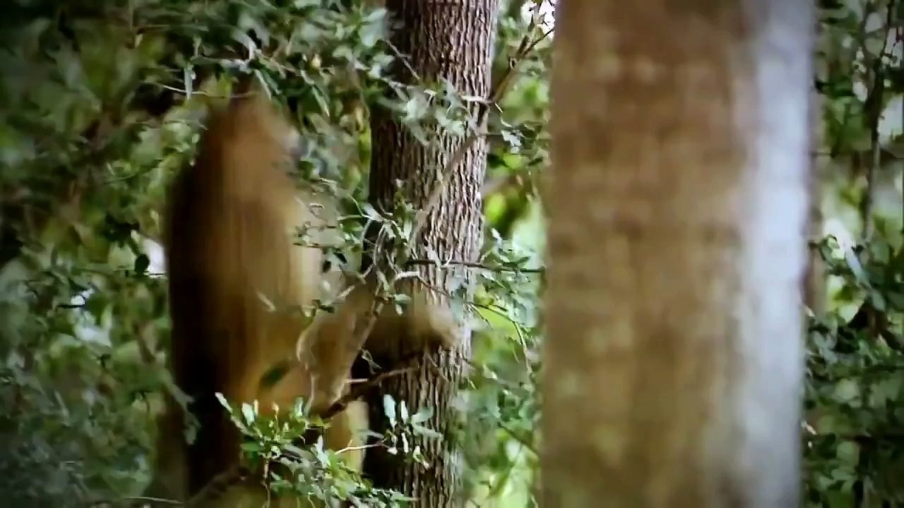Wild discovery animales canal de National Geographic documental de ...