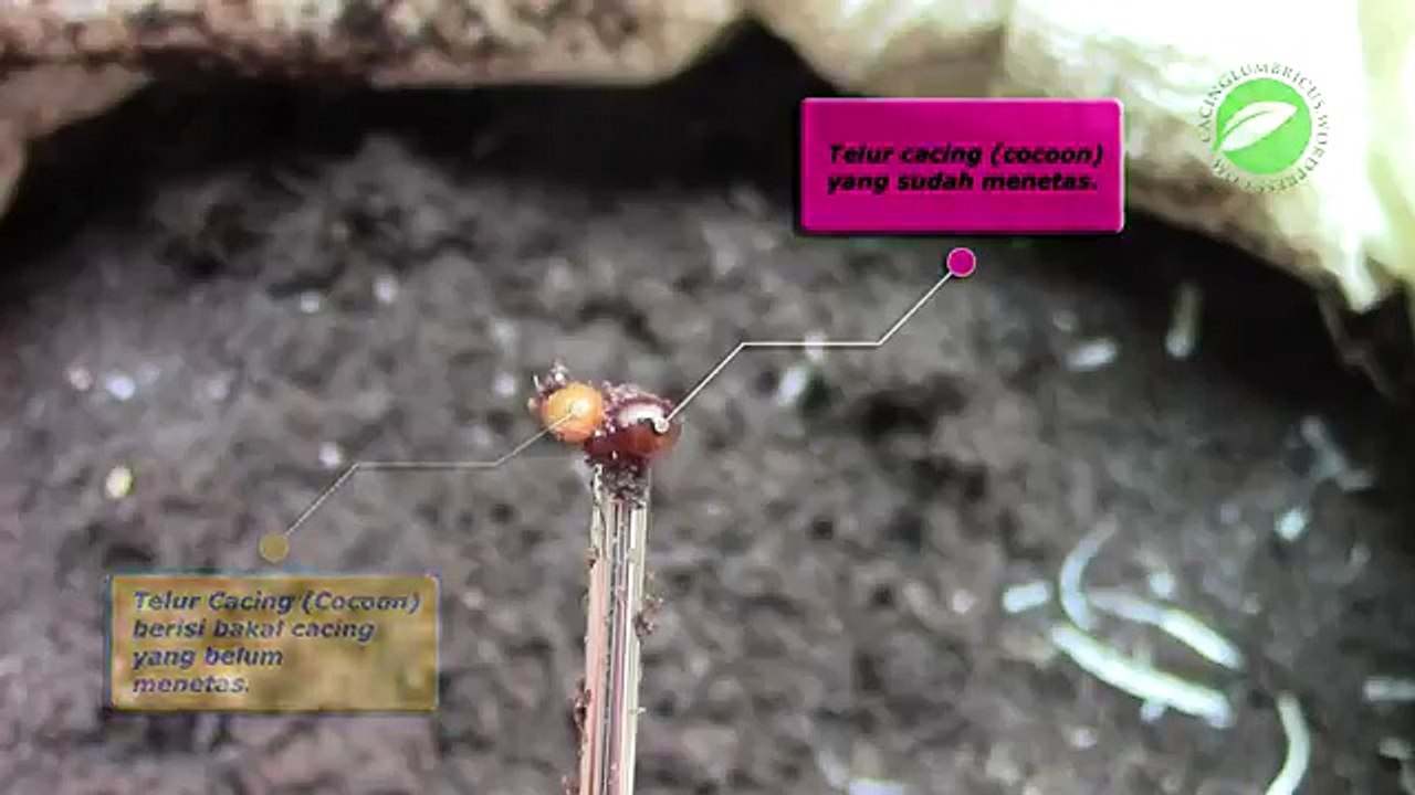 Telur Cacing Tanah (Kokon) Lumbricus Rubellus - video Dailymotion