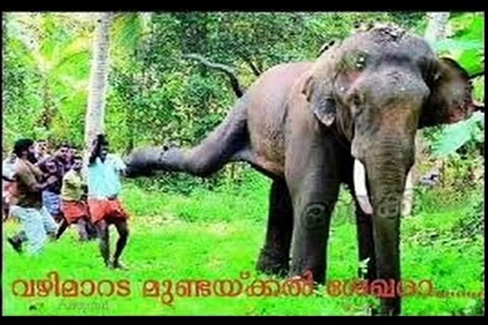 Elephant Attack In Kerala