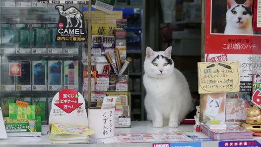 Meet Hachi, the Luckiest Cat in Japan - video dailymotion