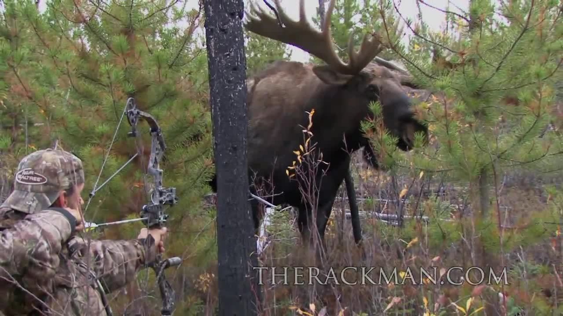 Largest Moose Ever Killed