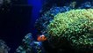 Finding Nemo Escape from the Fish Tank Scene - video Dailymotion