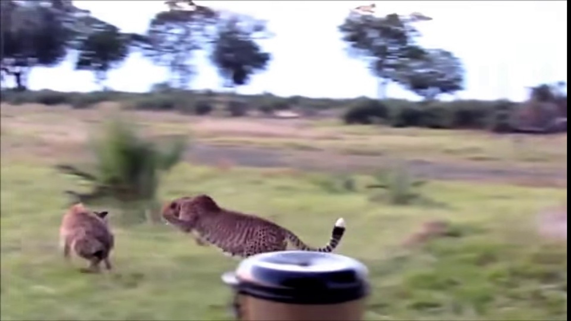 Hyena Vs Tiger