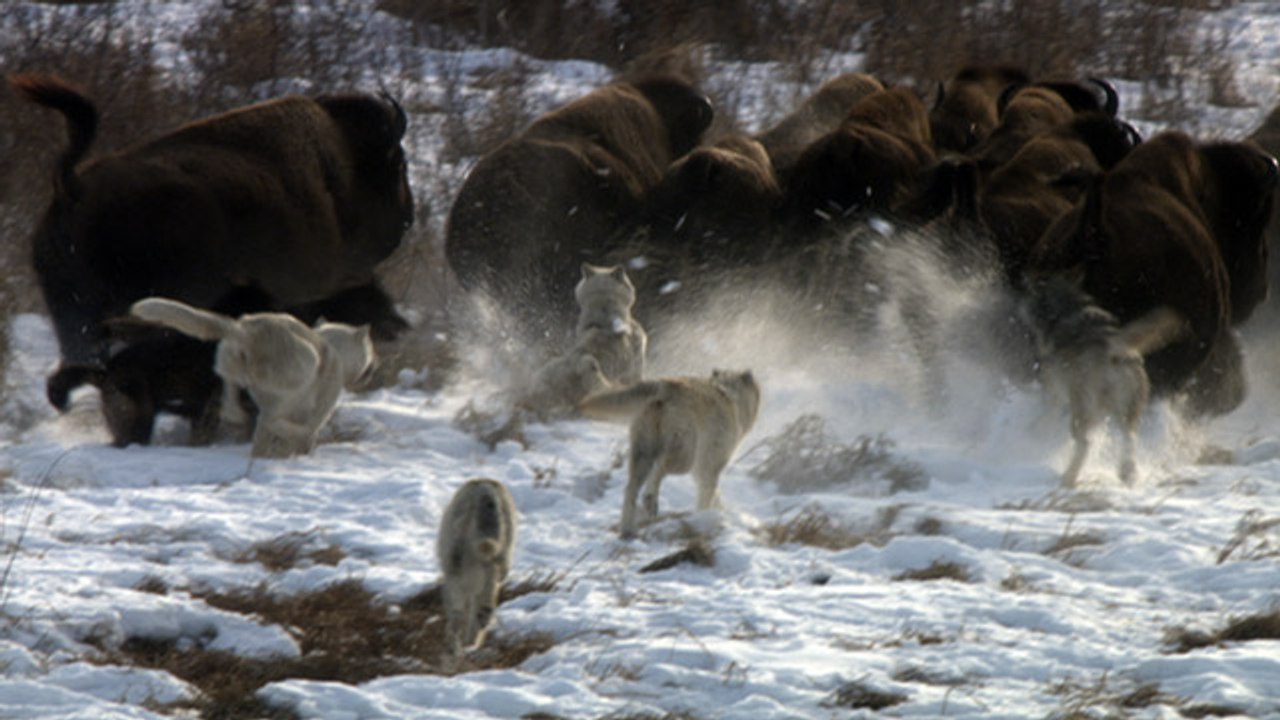 Epic Wildlife Battlefield Documentary | Wolves Hunting Buffalo | Cold ...