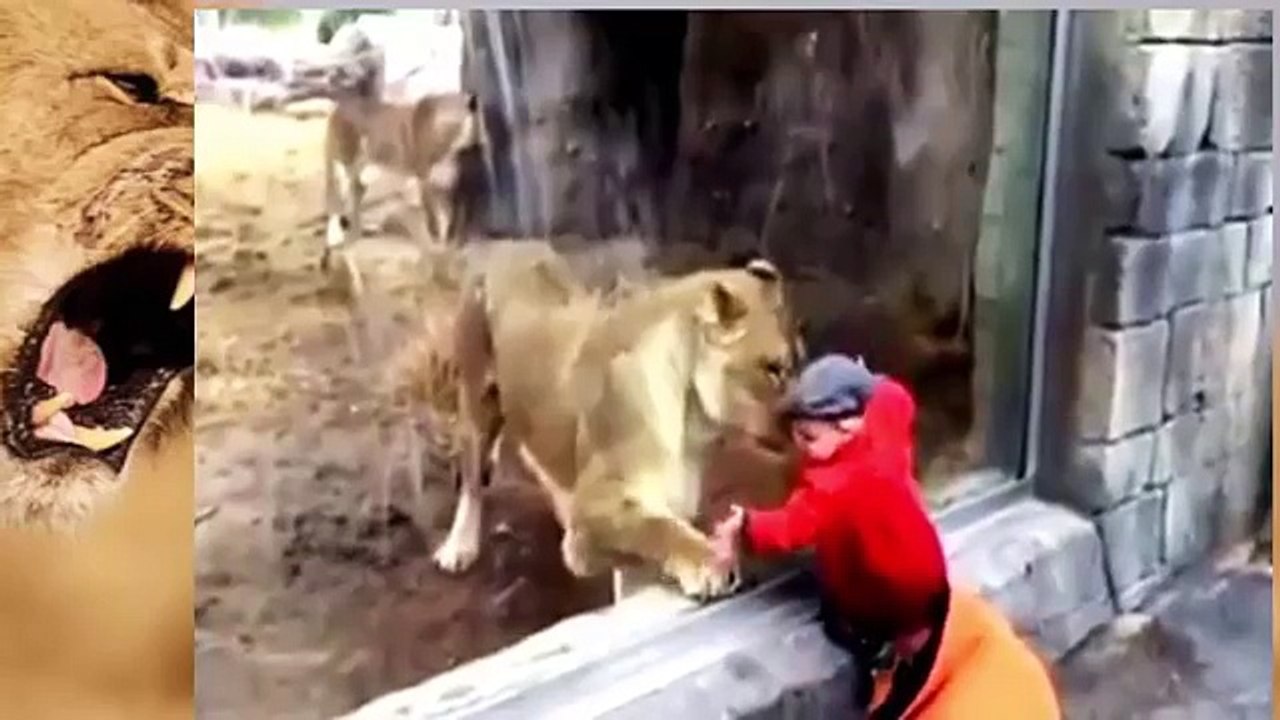 ANIMAL ATTACK : Lion attack human in circus- Lion attack Trainer ...