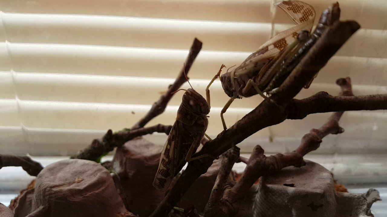 Timmy and Lenard My Two Pet Locust - video Dailymotion