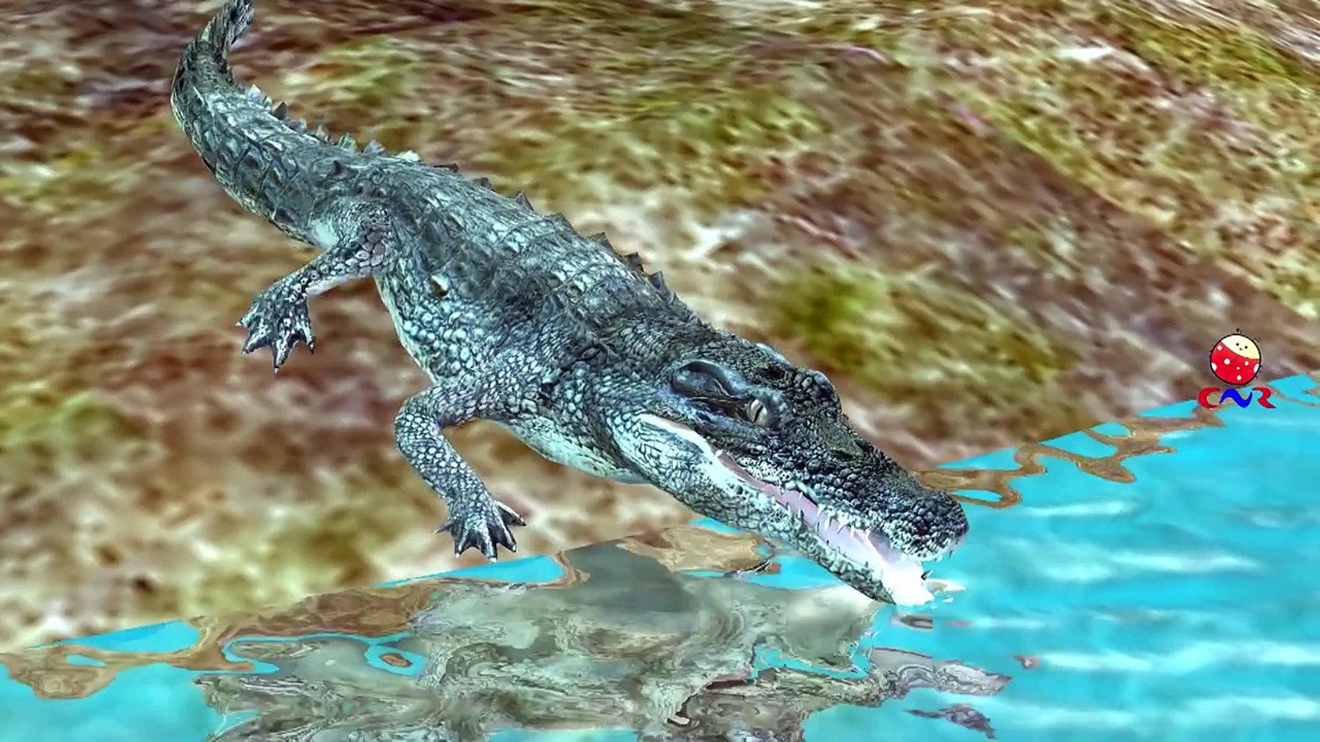 Bull Shark Vs Crocodile