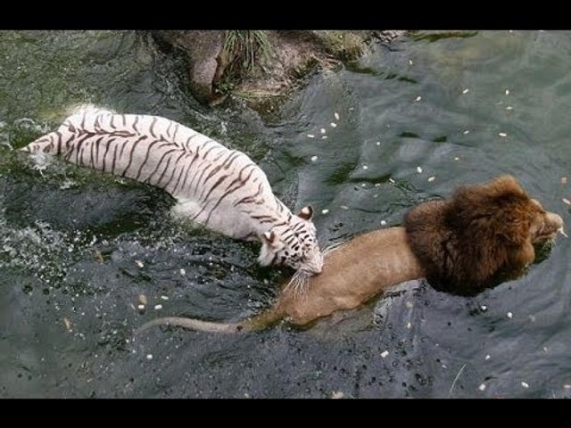 Lion Vs Tiger Real