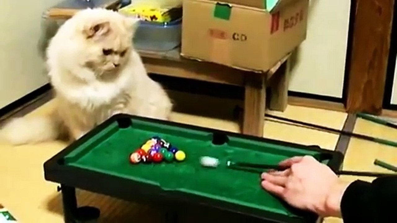 Cats Playing Pool Compilation - Dailymotion Video
