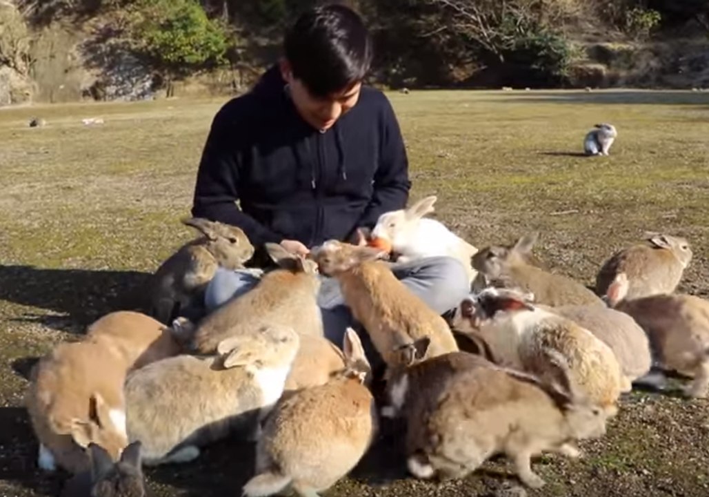 Cuddly Rabbits Swarm Tourist for Carrots - video Dailymotion