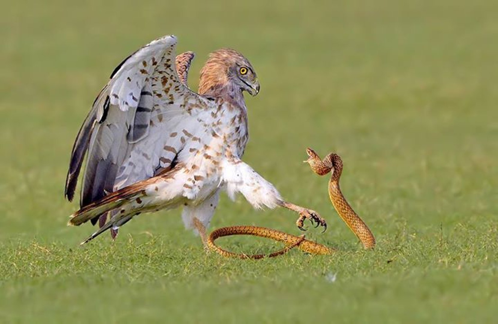 Eagle Catching Green Snake