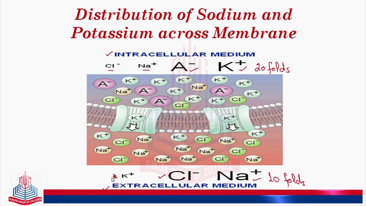Factors Involved in Resting Membrane Potential , Distribution of Sodium ...