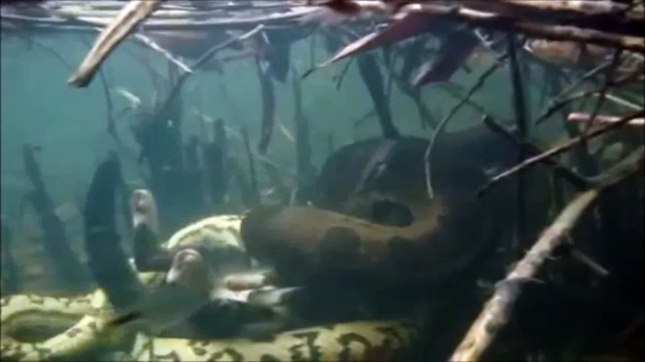 Giant Anaconda vs Felidae Python vs Lion Anaconda vs Cat Anaconda vs ...